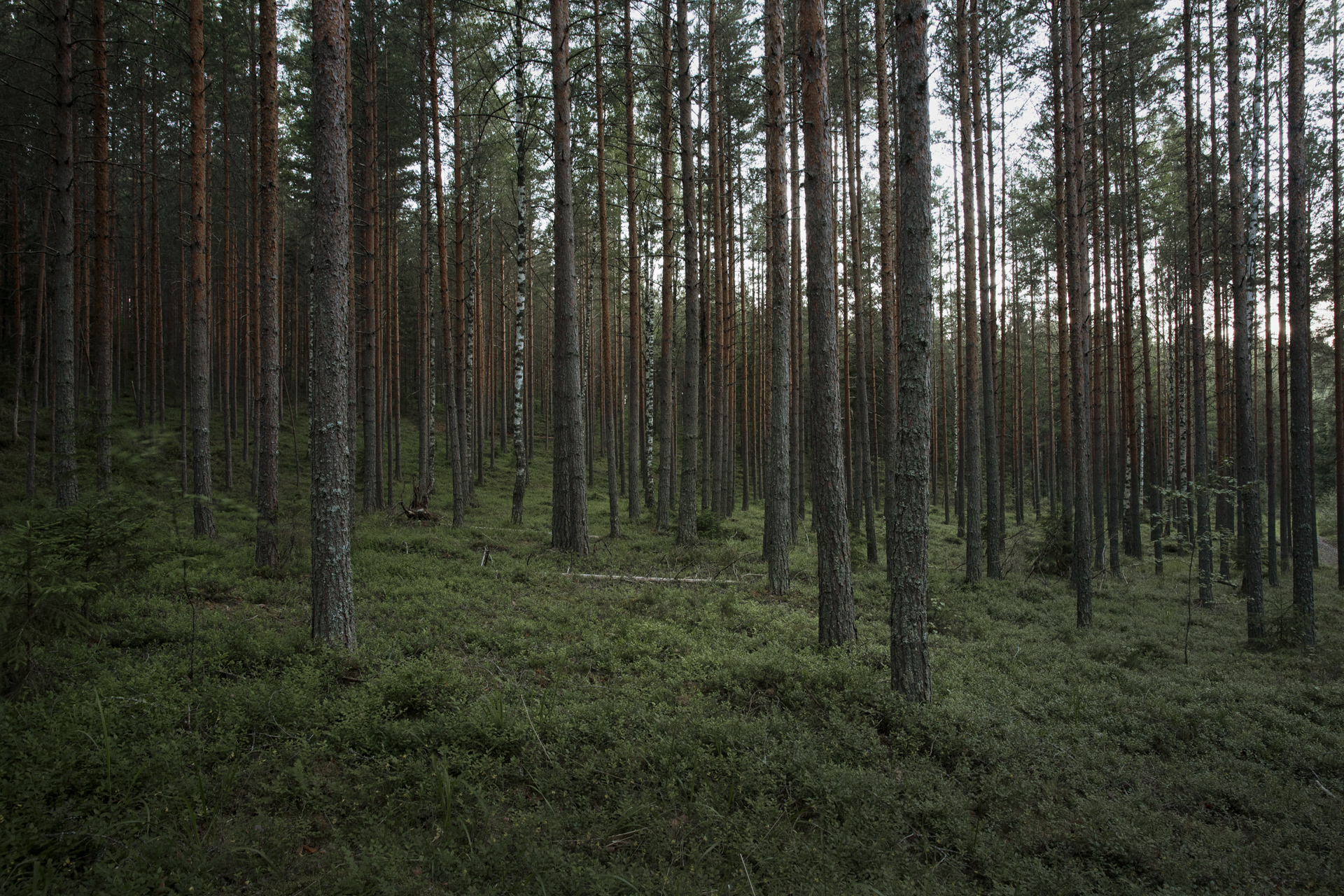 Ainespuu :: Versowood