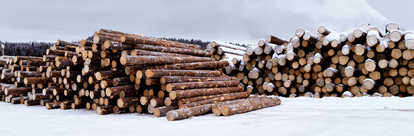Puun hinta – paljonko puusta maksetaan? | Versowood