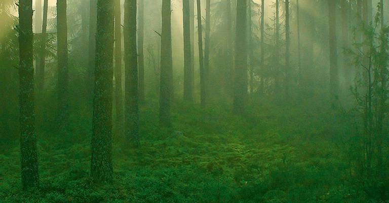 Puukauppa | Versowood